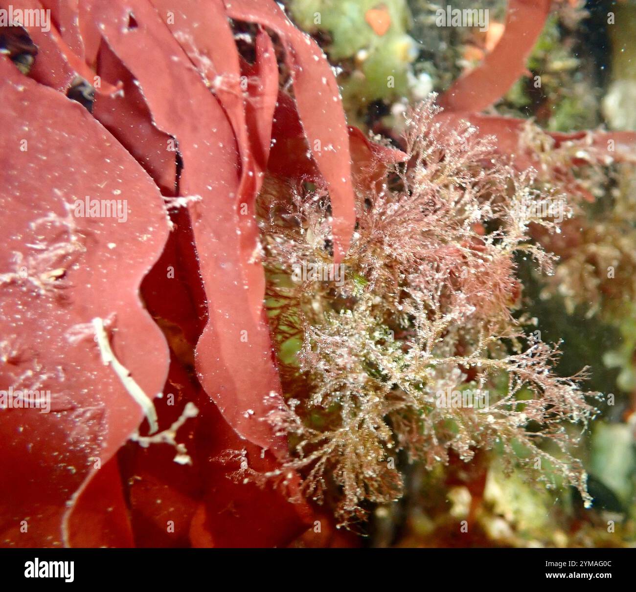 red algae (Rhodophyta Stock Photo - Alamy