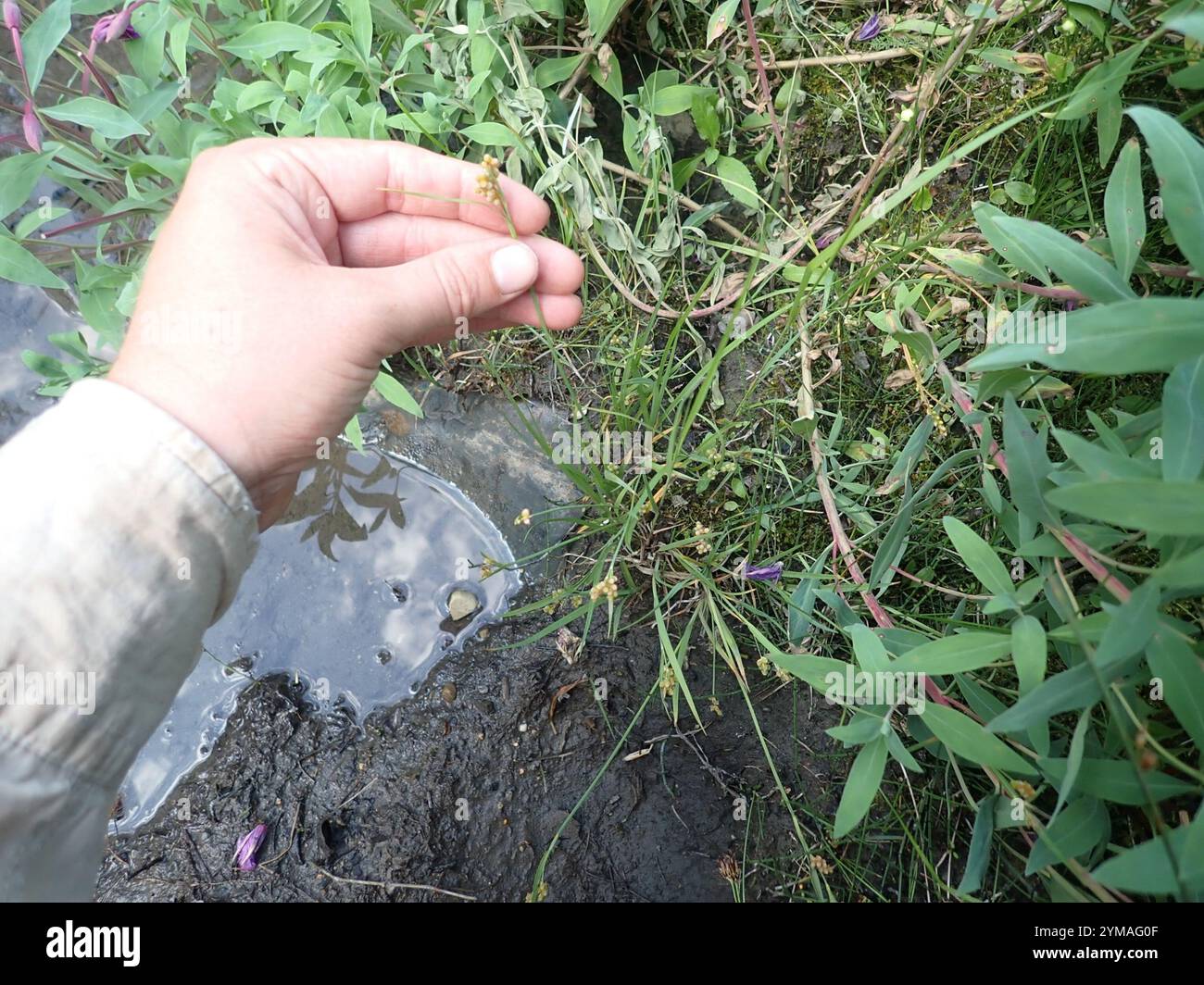 golden sedge (Carex aurea Stock Photo - Alamy