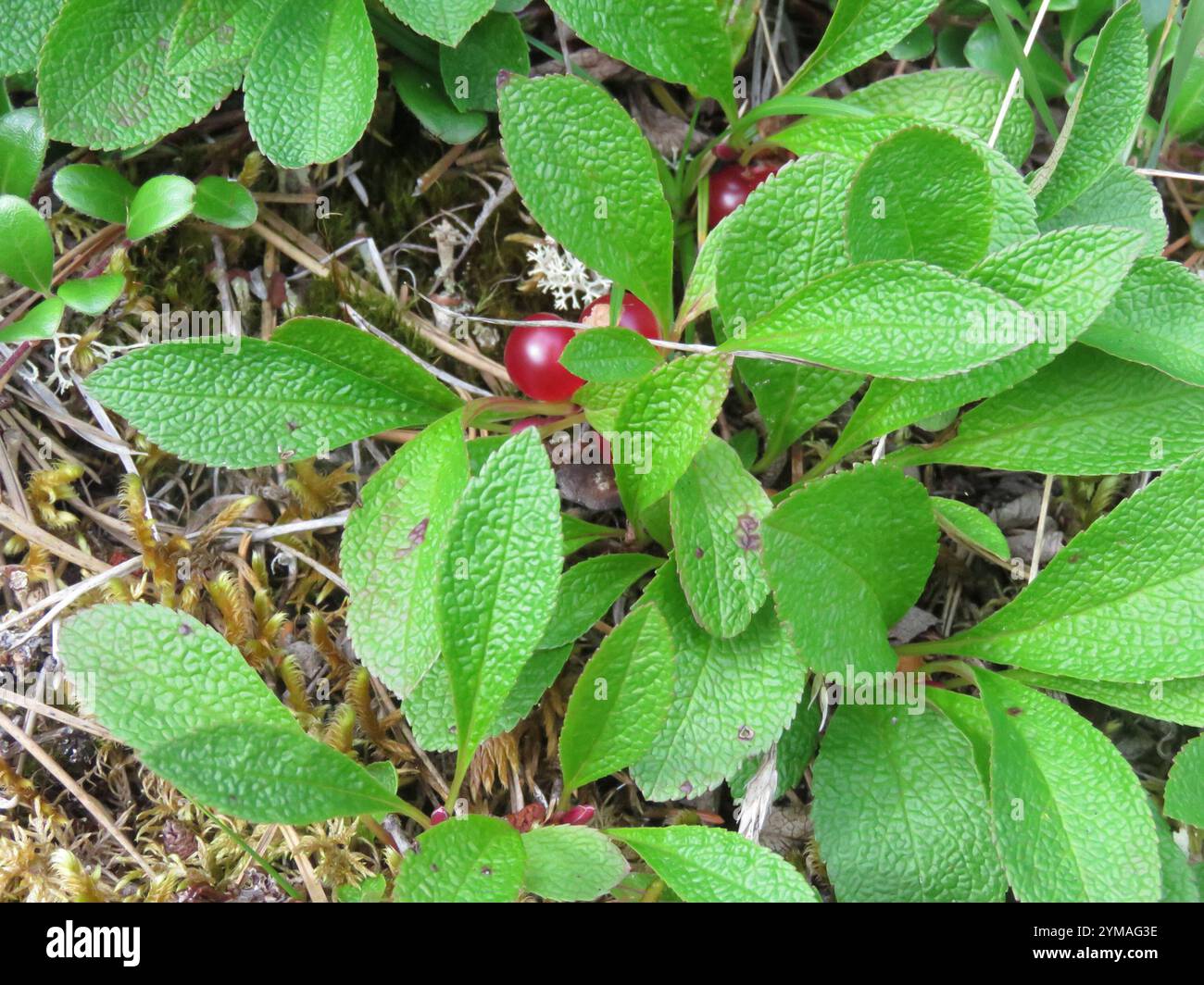 alpine bearberries (Arctous Stock Photo - Alamy