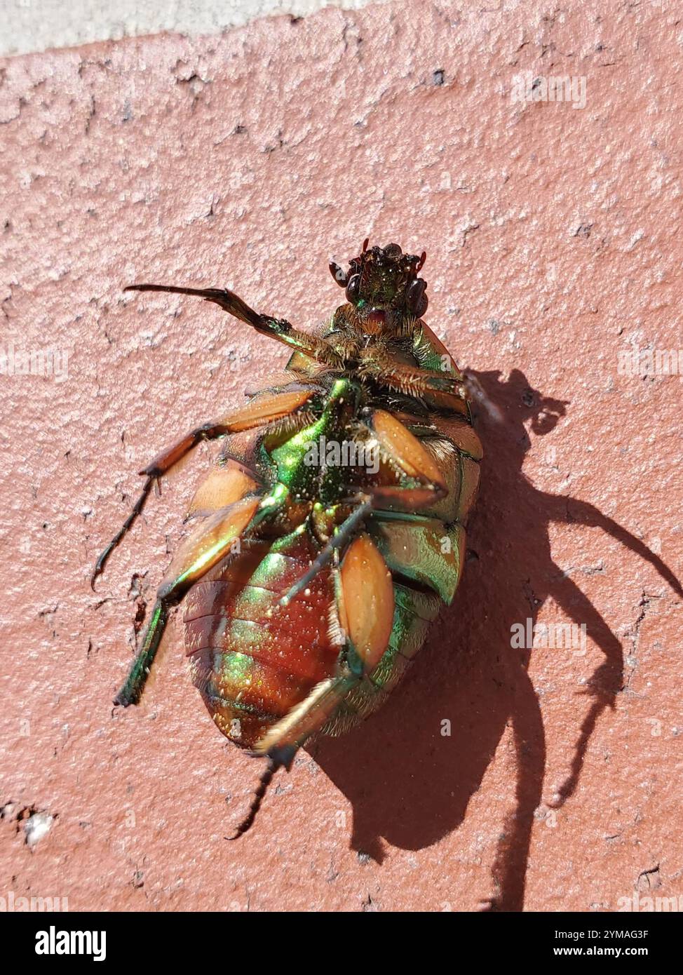 Common Green June Beetle (Cotinis nitida Stock Photo - Alamy