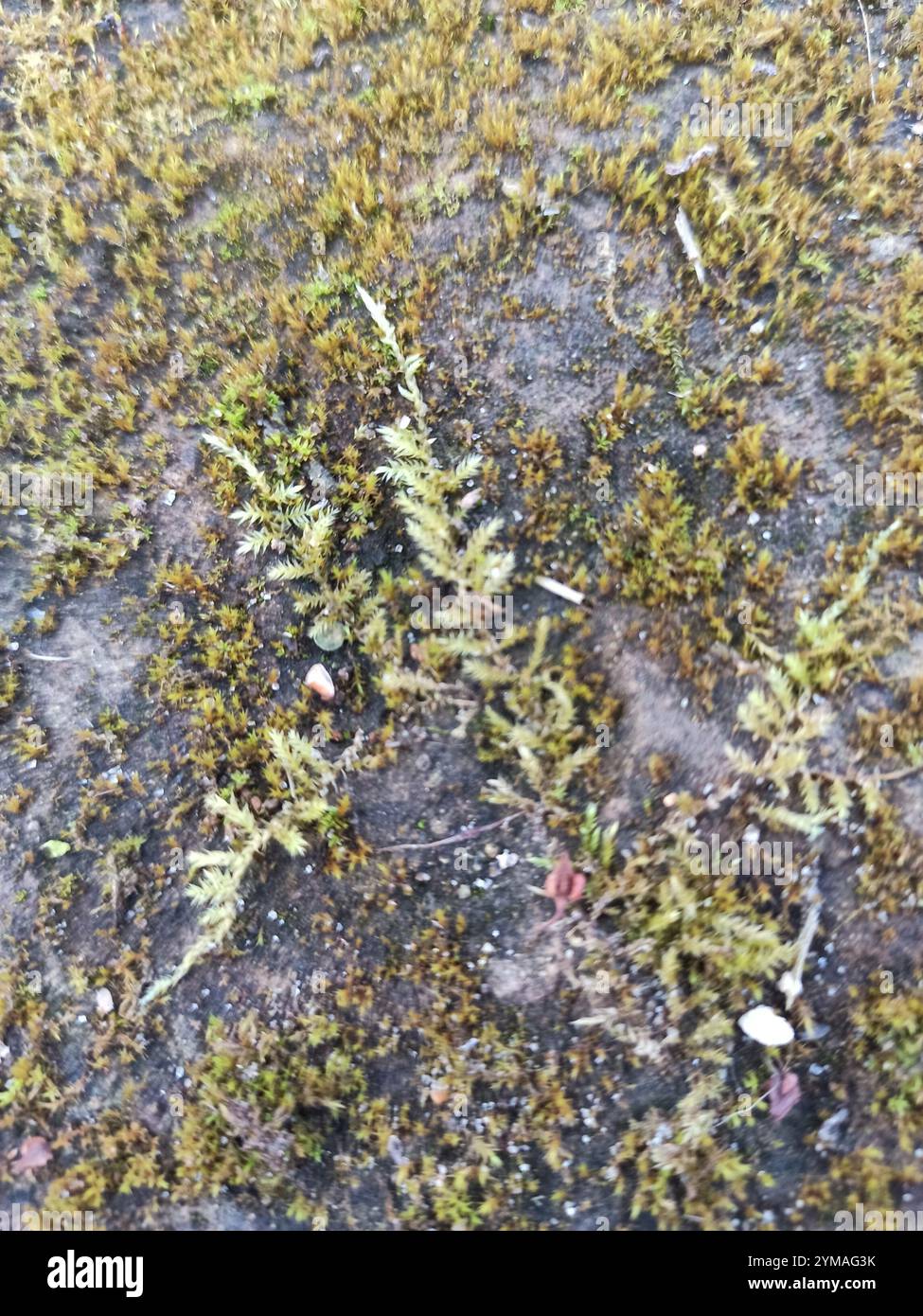 Rough-stalked Feather-moss (Brachythecium rutabulum Stock Photo - Alamy
