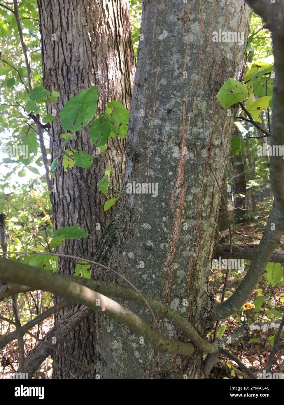 shingle oak (Quercus imbricaria Stock Photo - Alamy