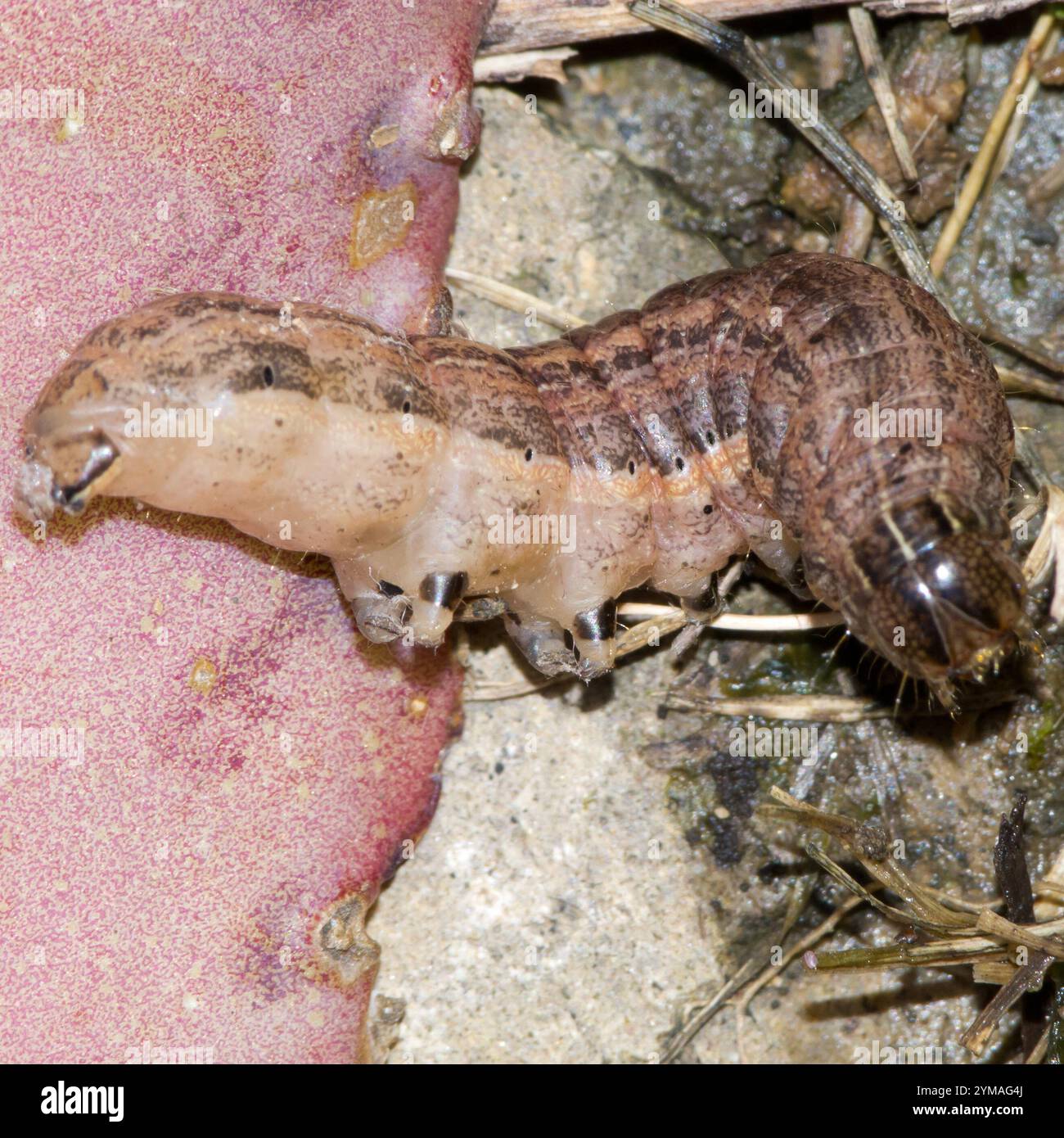 Armyworm Moths (Spodoptera Stock Photo - Alamy