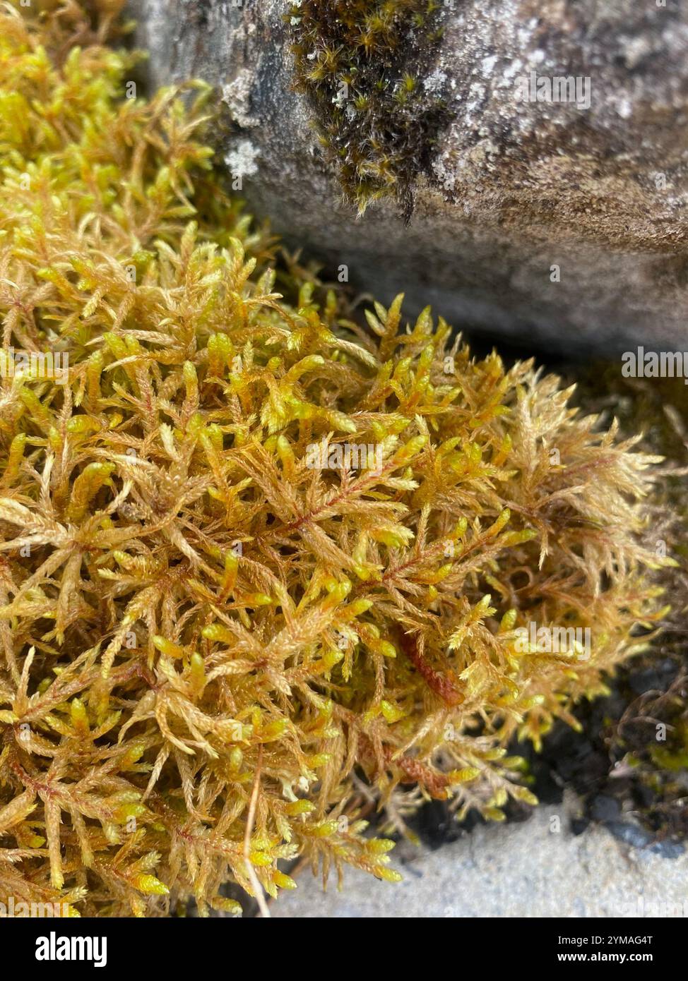 Red-stemmed Feather Moss (Pleurozium schreberi Stock Photo - Alamy