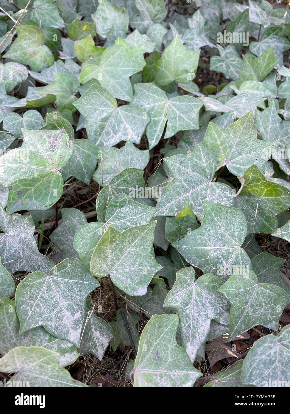 common ivy (Hedera helix Stock Photo - Alamy