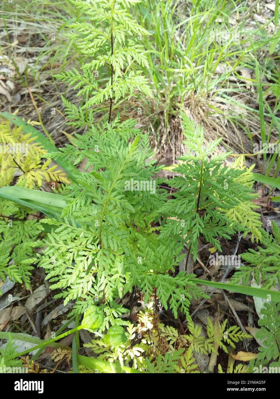 Rock Fern (Cheilanthes austrotenuifolia Stock Photo - Alamy