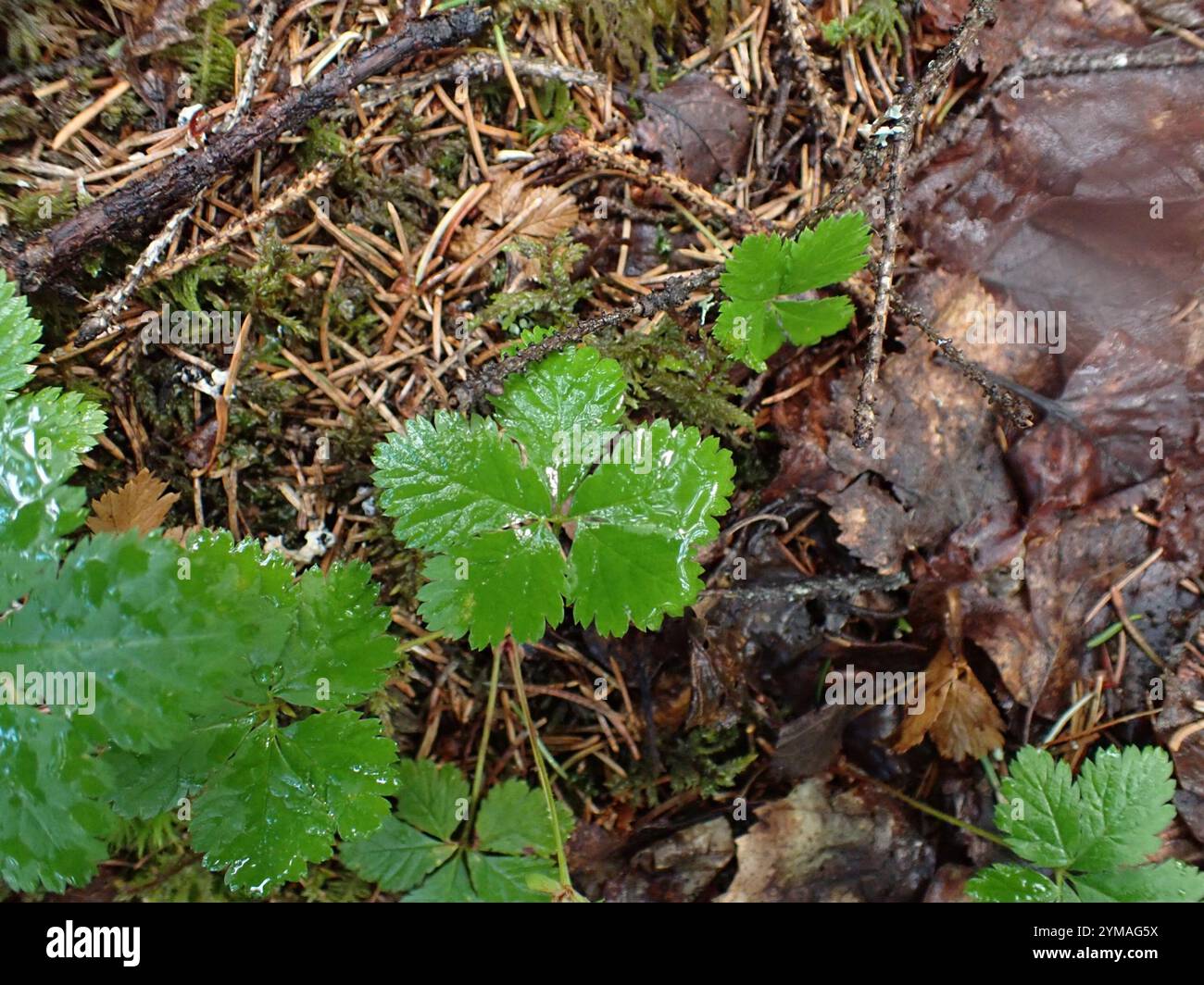 Five-leaf Dwarf Bramble (Rubus pedatus Stock Photo - Alamy