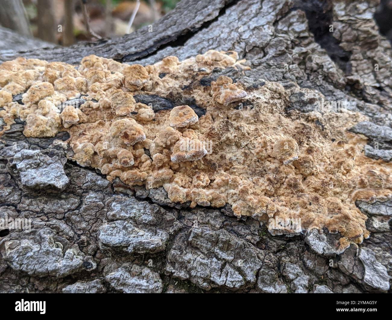 shelf fungi (Polyporales Stock Photo - Alamy