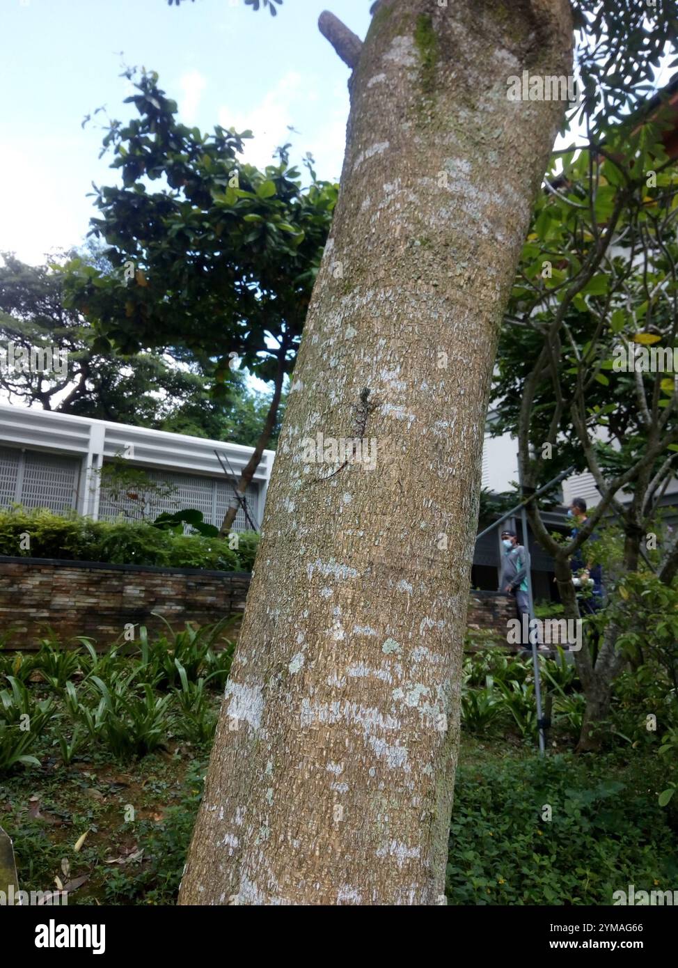 Sumatran Flying Dragon (Draco sumatranus Stock Photo - Alamy