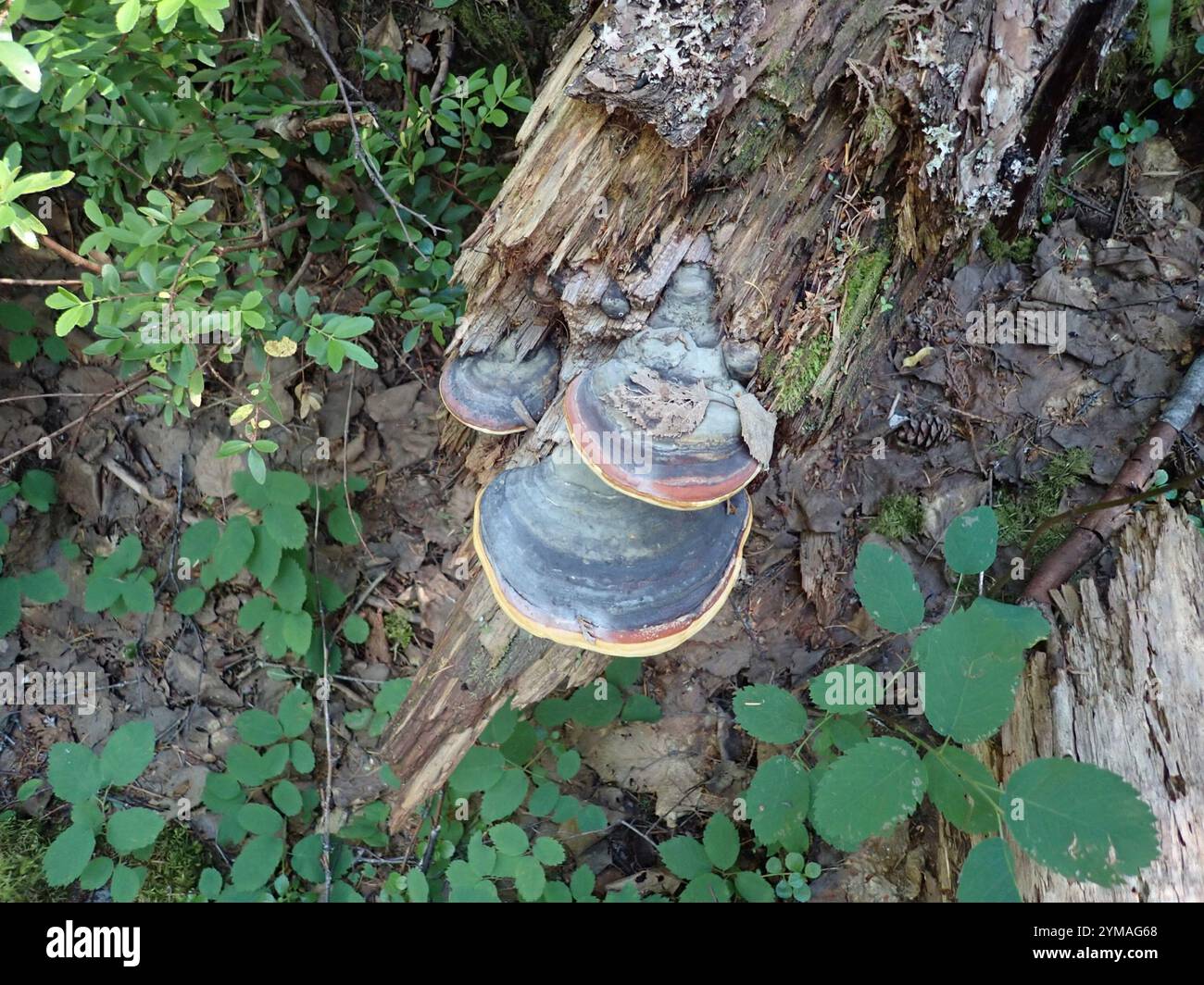 Red-banded Conks (Fomitopsis pinicola Stock Photo - Alamy