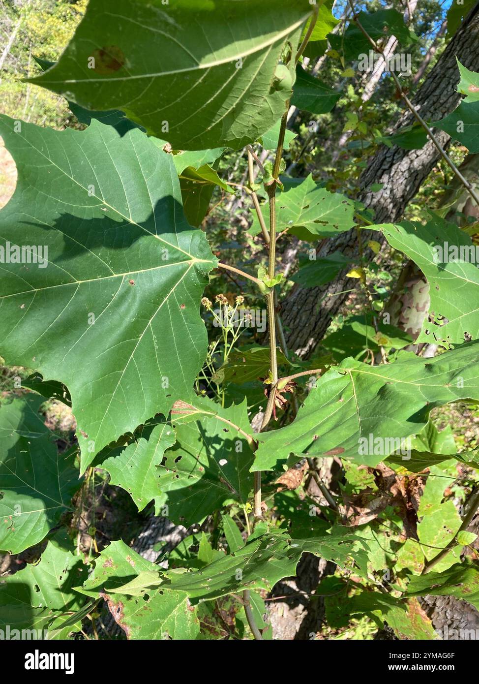 American sycamore (Platanus occidentalis Stock Photo - Alamy