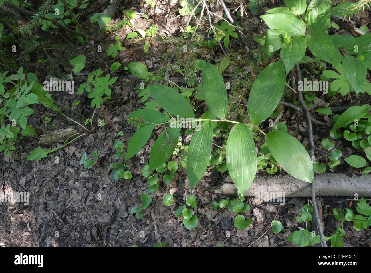 mayflowers and false Solomon's seals (Maianthemum Stock Photo - Alamy