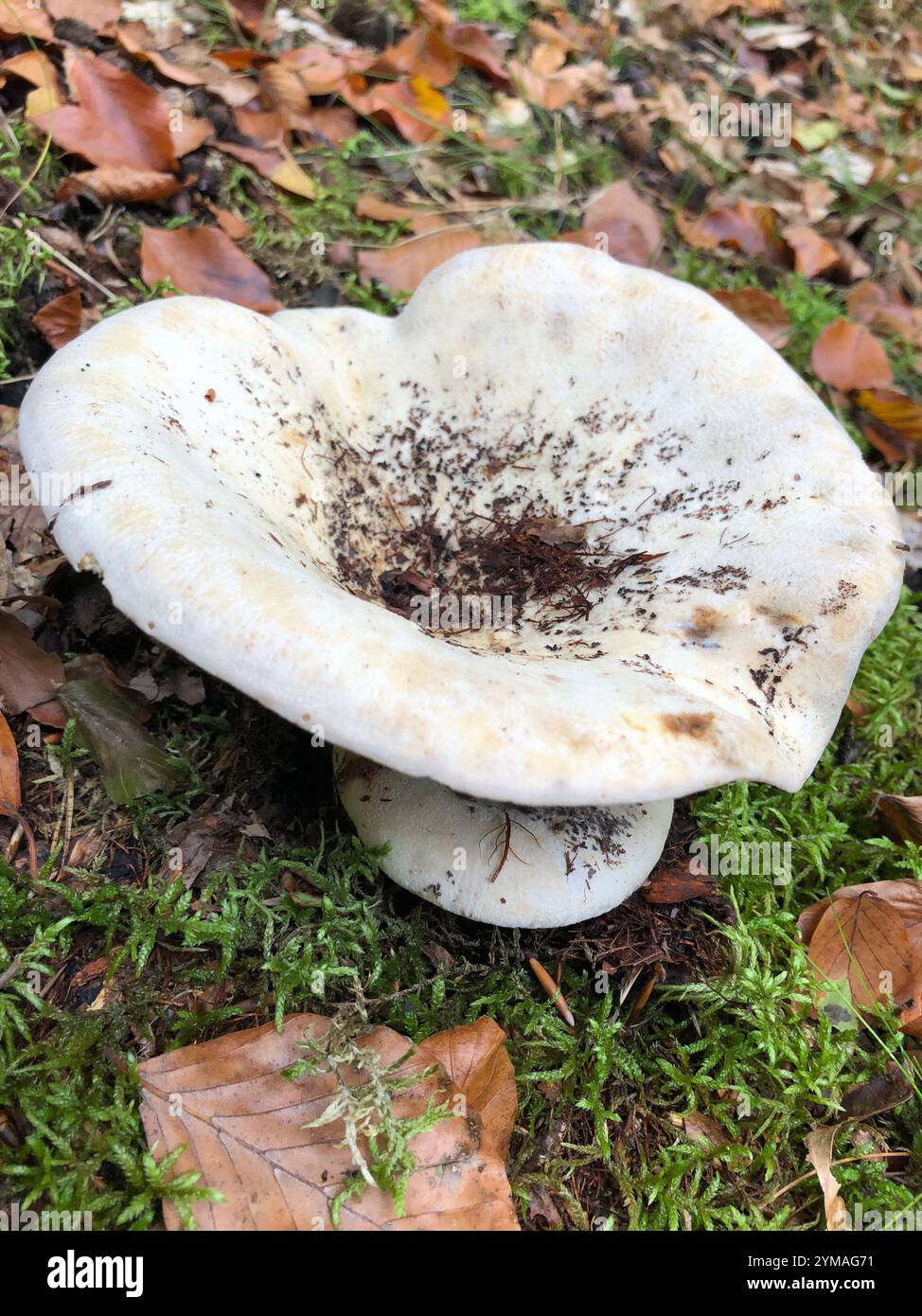 milk-white brittlegill (Russula delica Stock Photo - Alamy