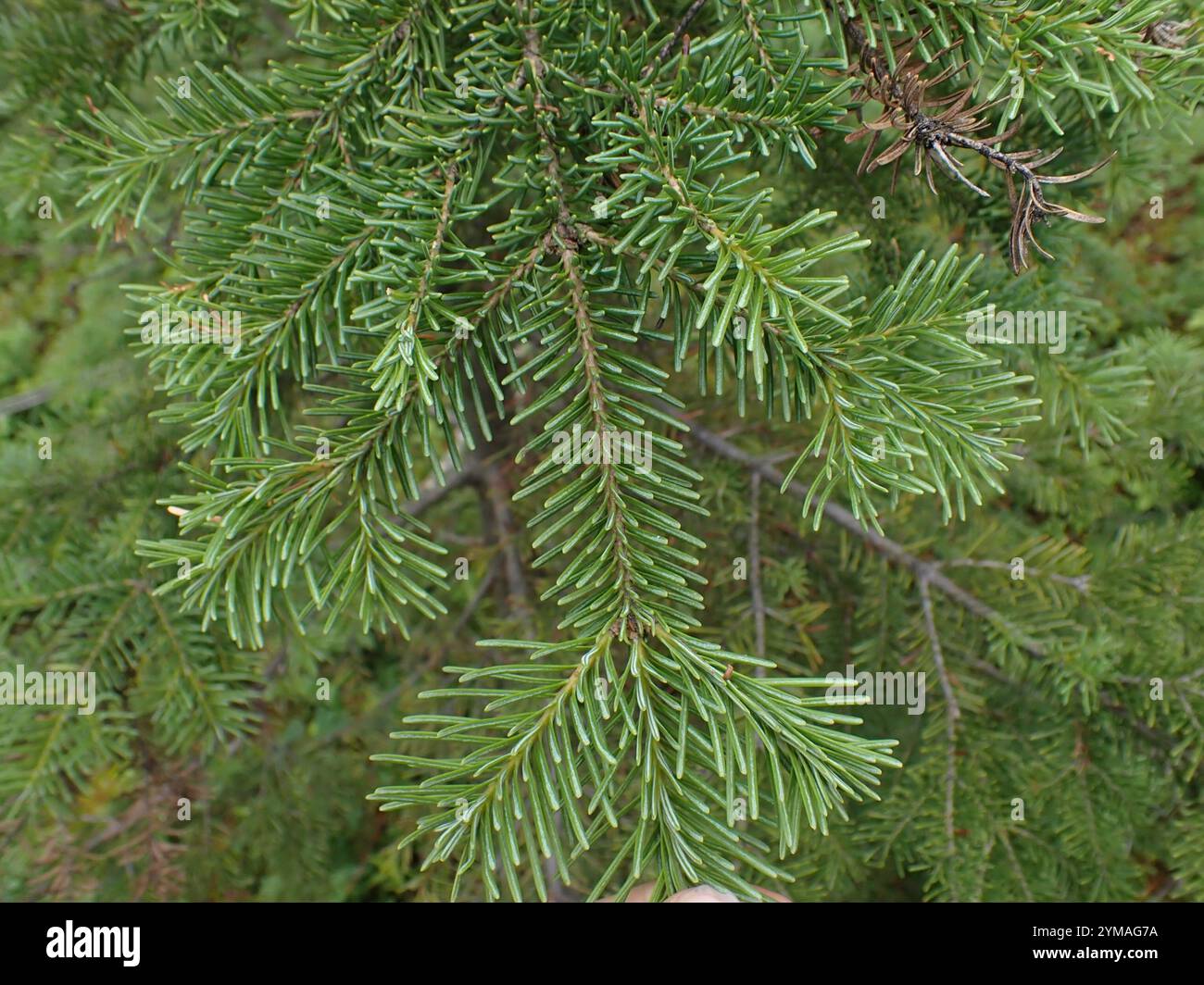 subalpine fir (Abies lasiocarpa Stock Photo - Alamy