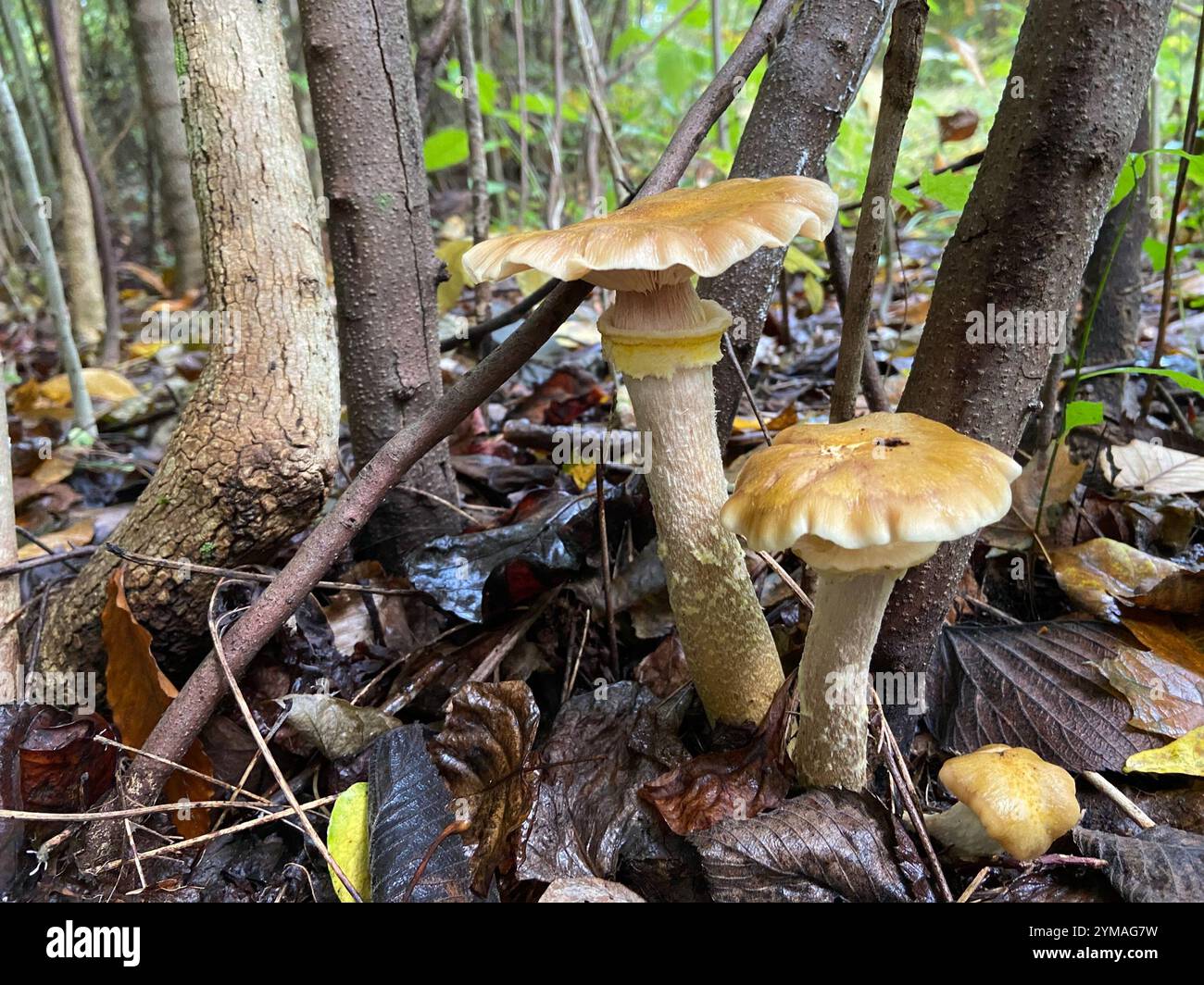 honey mushrooms (Armillaria Stock Photo - Alamy
