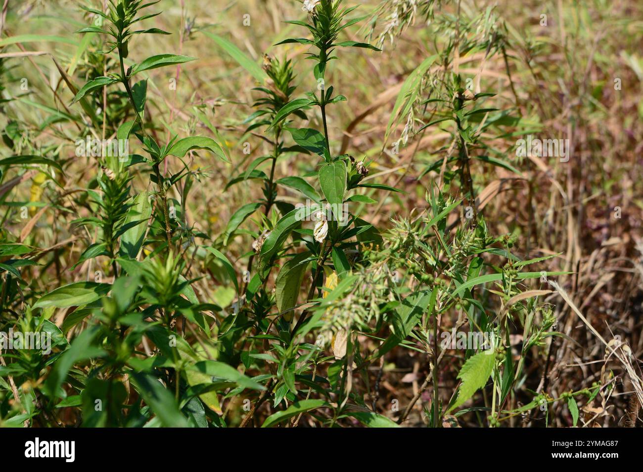 porcupine flower (Barleria prionitis Stock Photo - Alamy