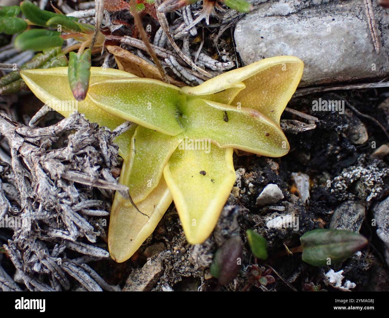 Common Butterwort (Pinguicula vulgaris Stock Photo - Alamy