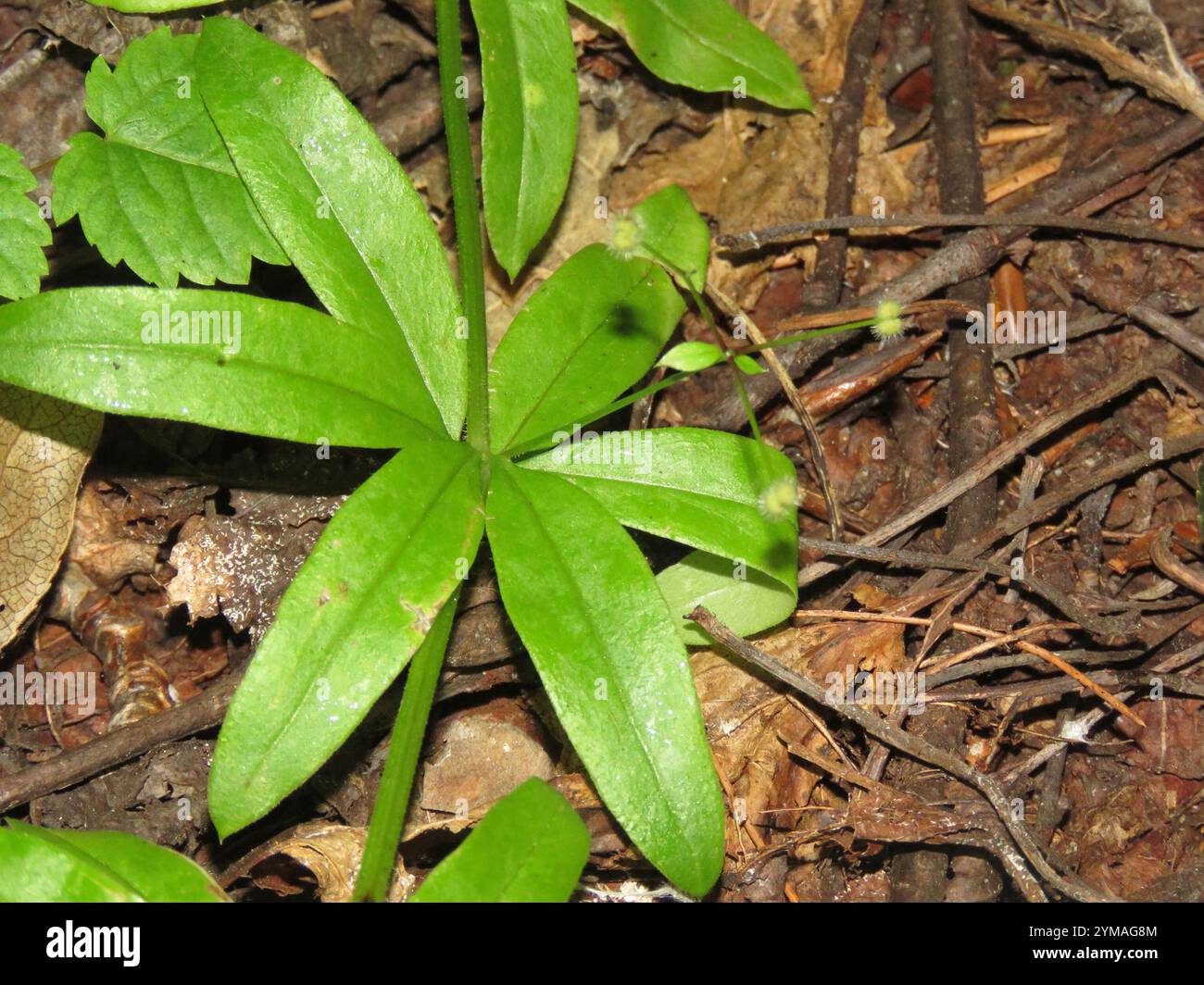 fragrant bedstraw (Galium triflorum Stock Photo - Alamy