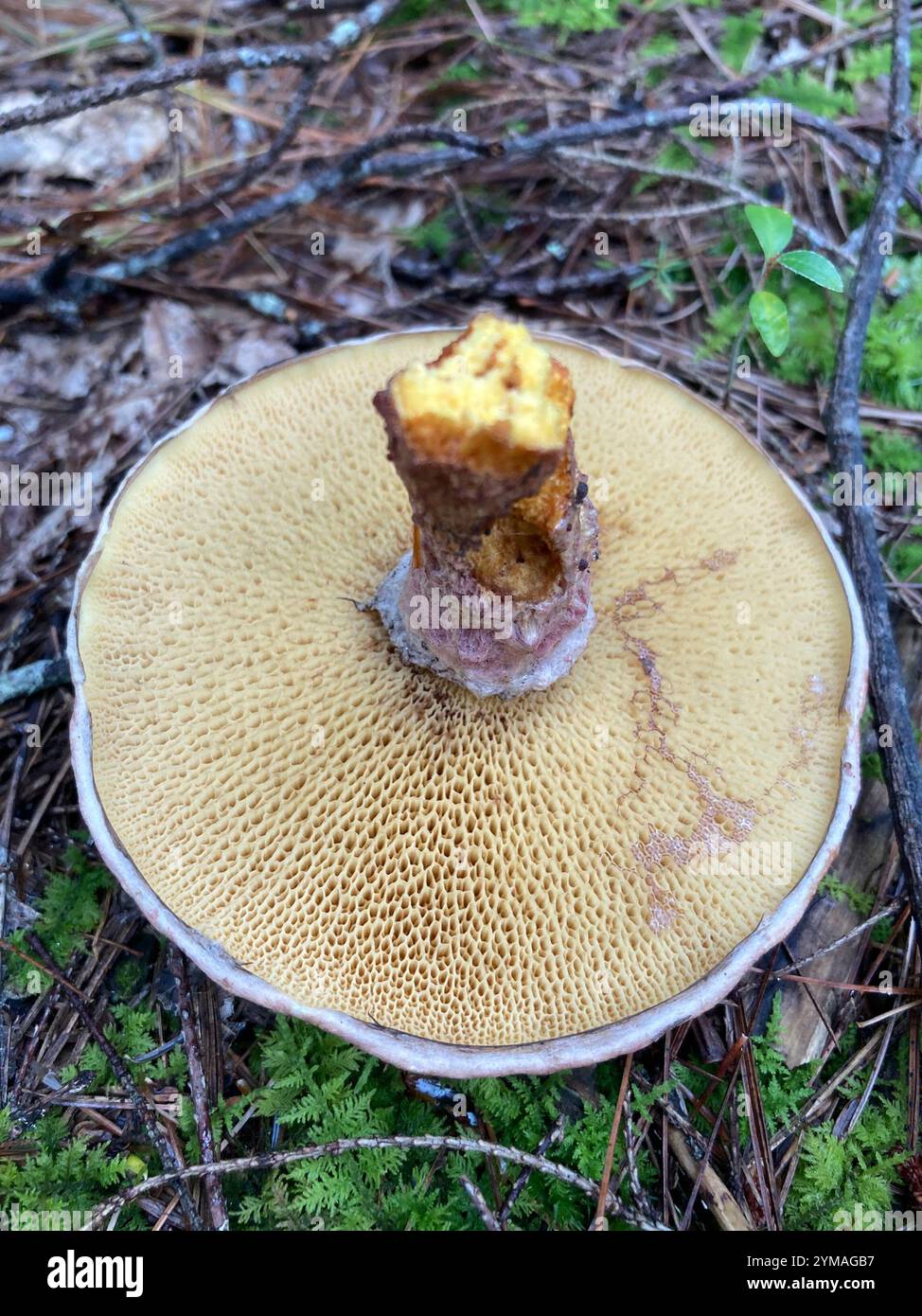 Painted Suillus (Suillus spraguei Stock Photo - Alamy