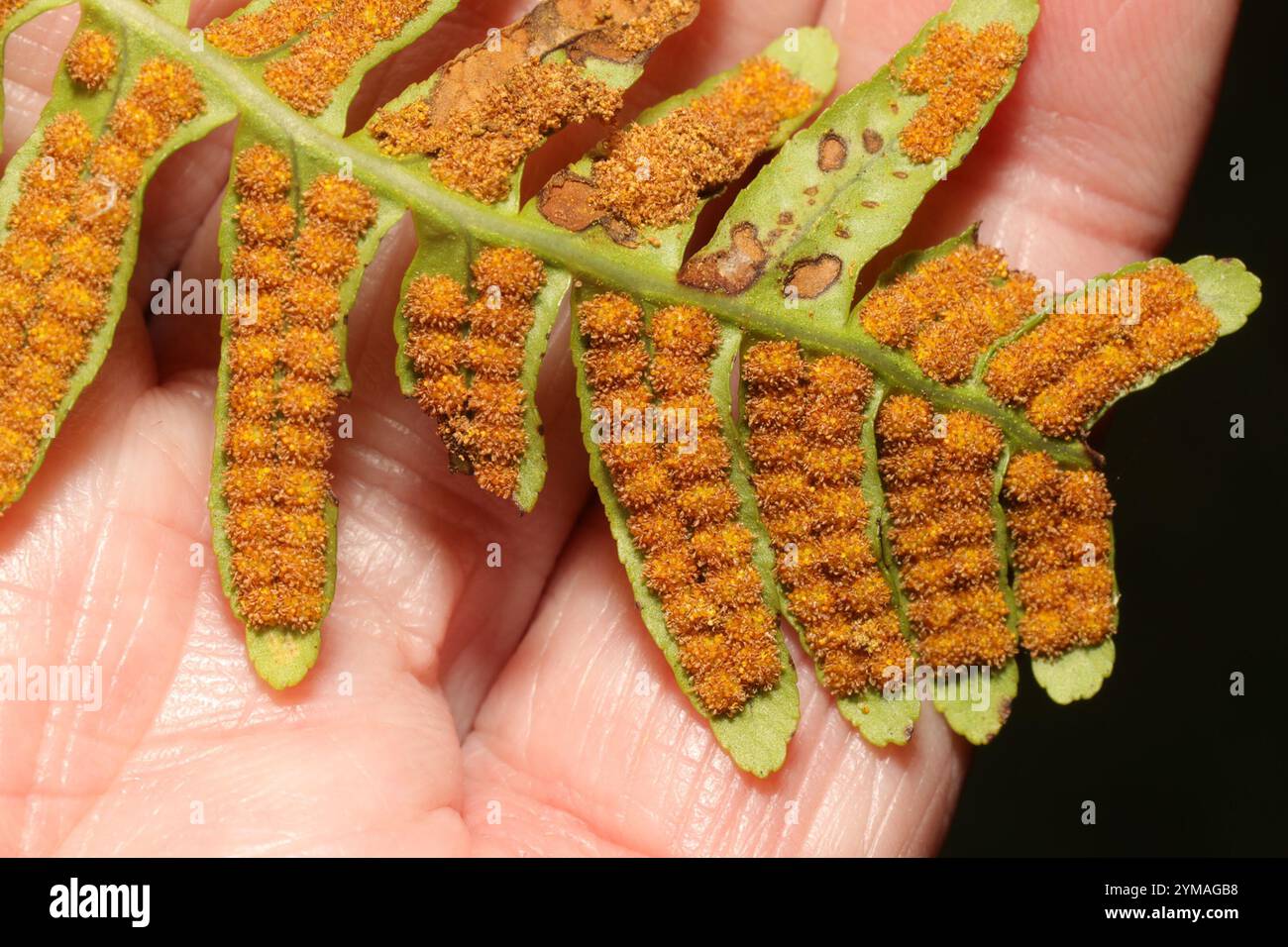 common polypody (Polypodium vulgare Stock Photo - Alamy