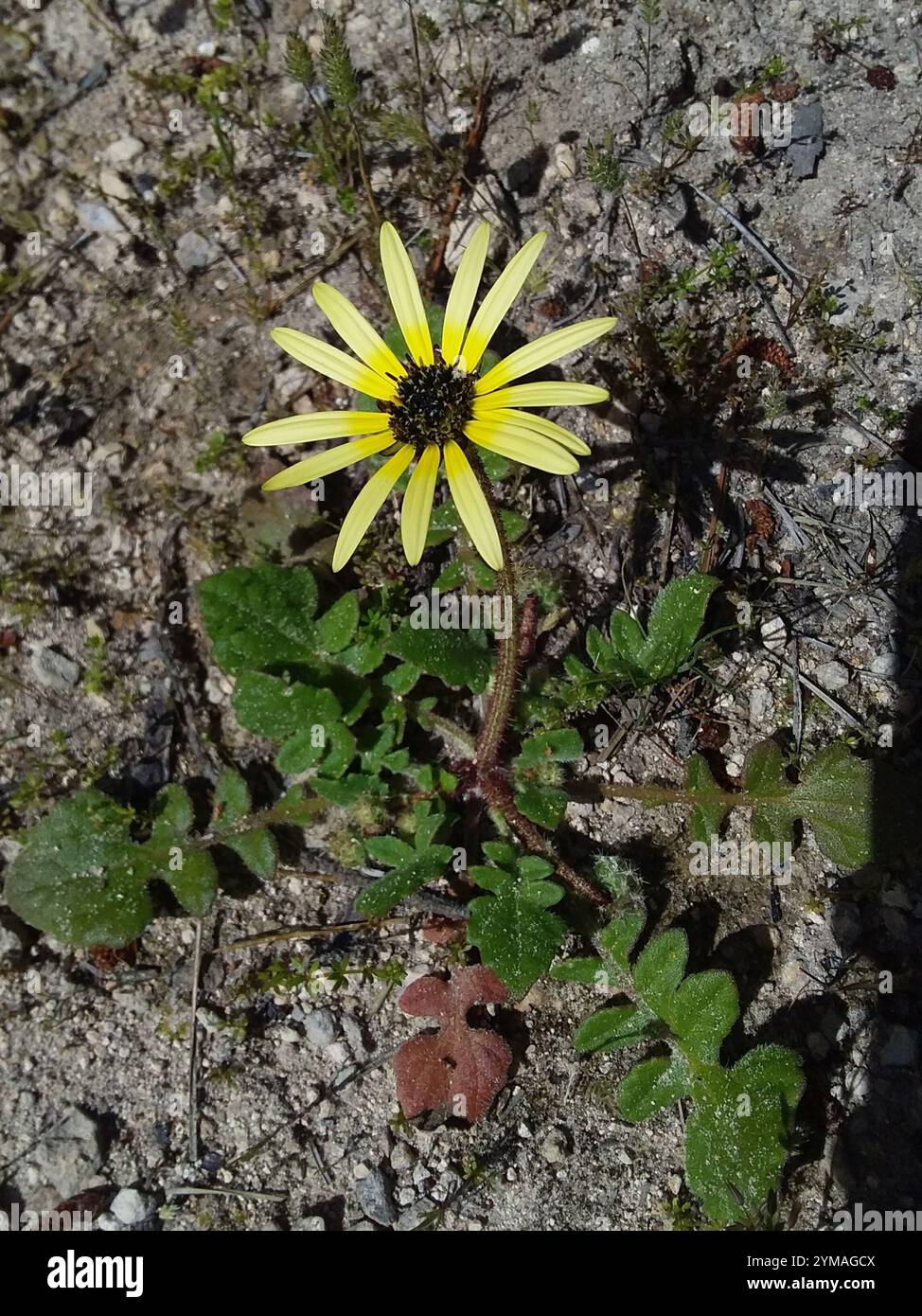 Capeweed hi-res stock photography and images - Alamy