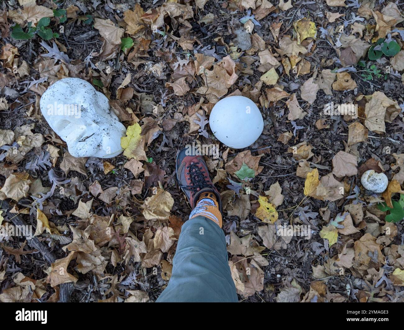 giant puffball (Calvatia gigantea Stock Photo - Alamy