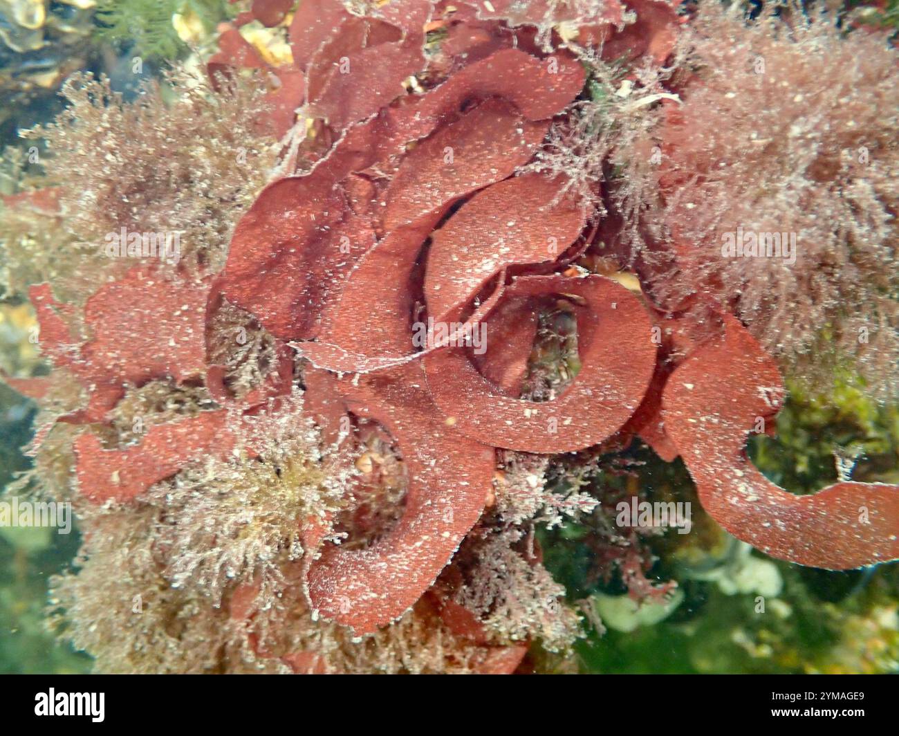 red algae (Rhodophyta Stock Photo - Alamy
