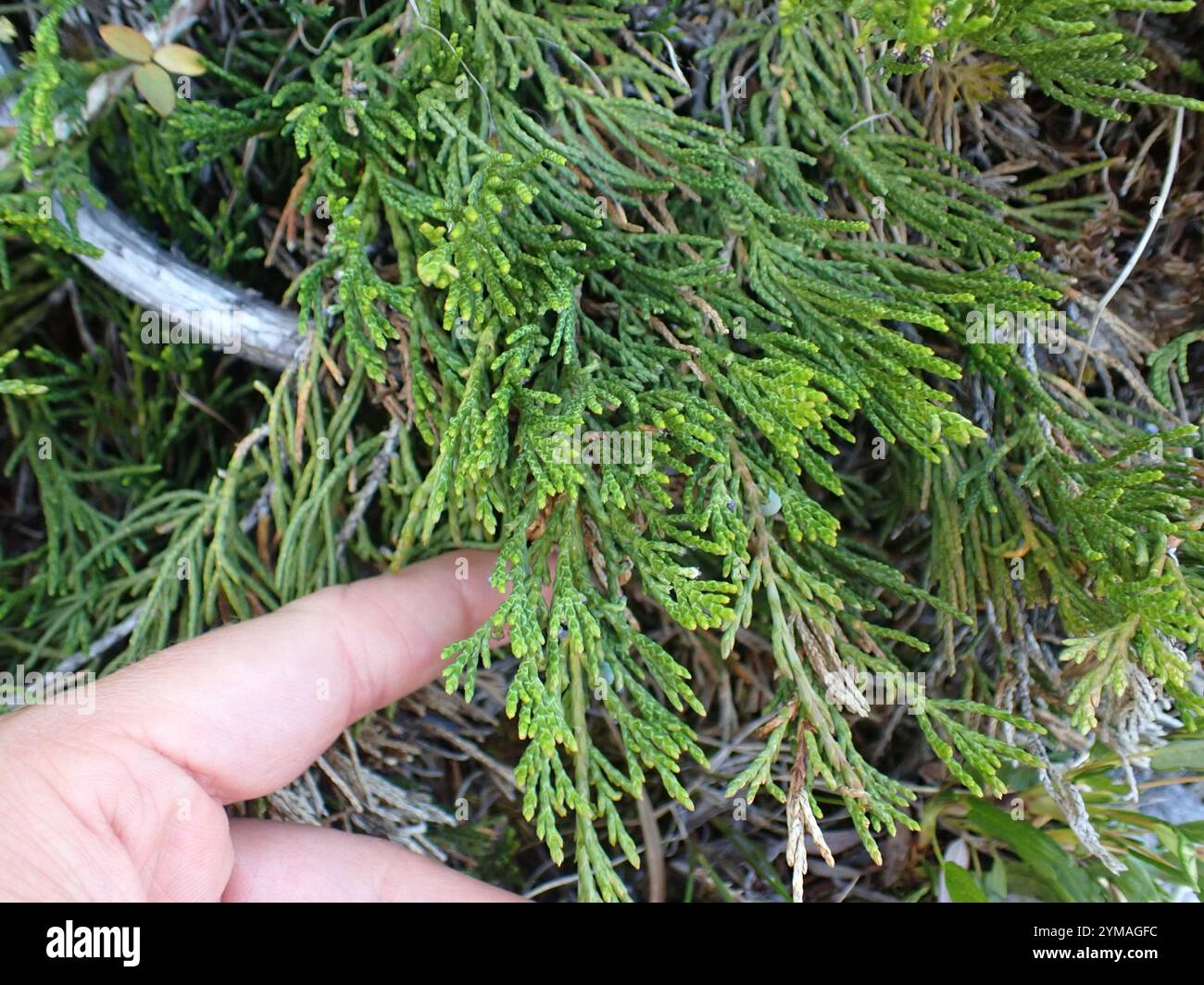 creeping juniper (Juniperus horizontalis Stock Photo - Alamy