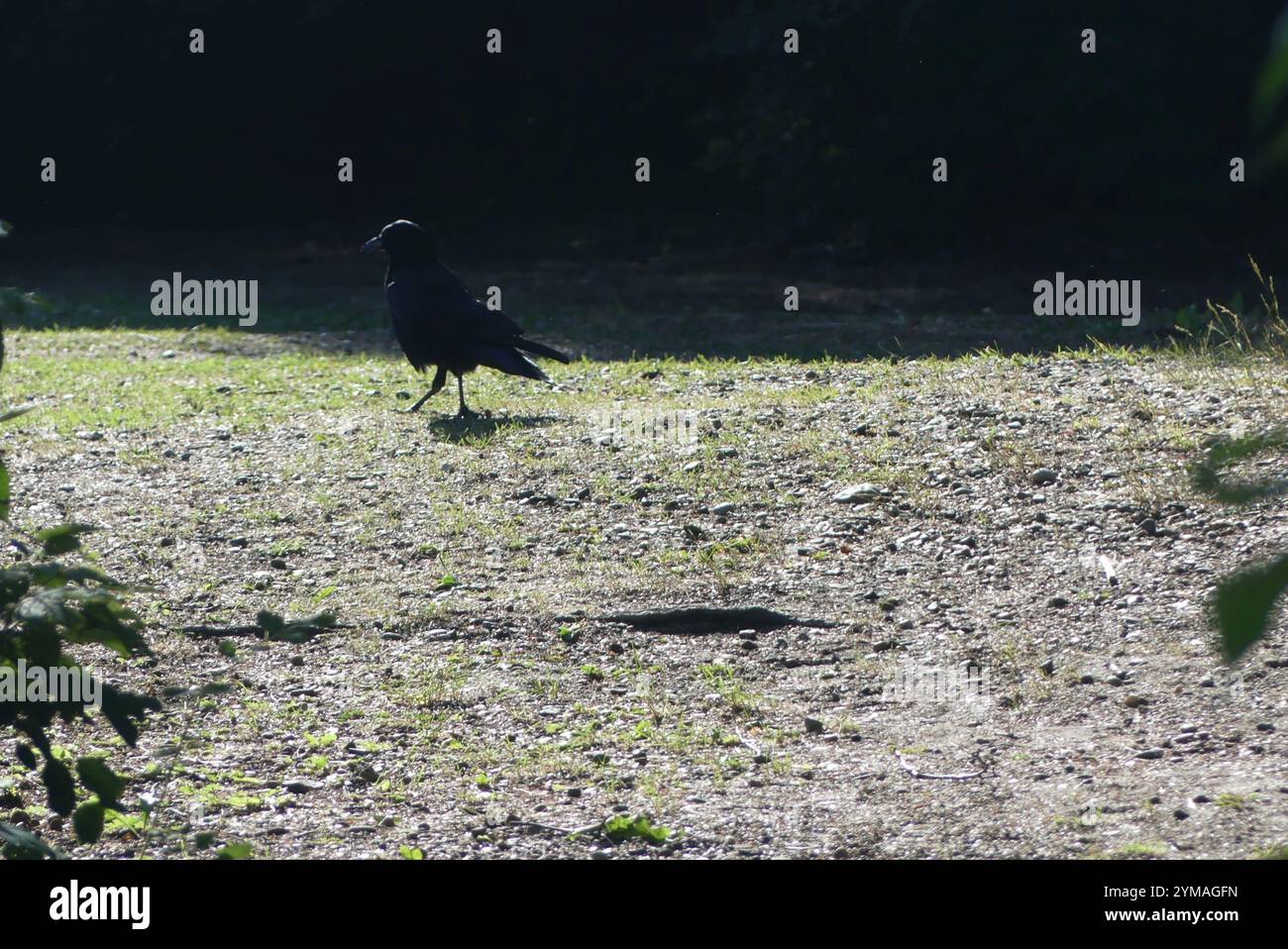 American Crow (Corvus brachyrhynchos Stock Photo - Alamy