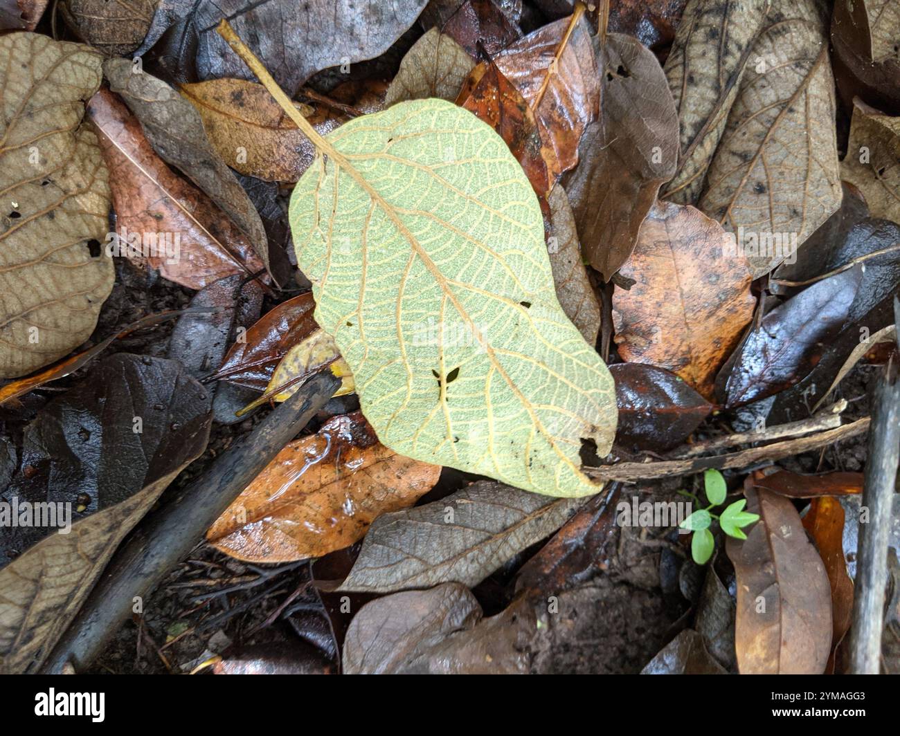 white beech (Gmelina leichhardtii Stock Photo - Alamy