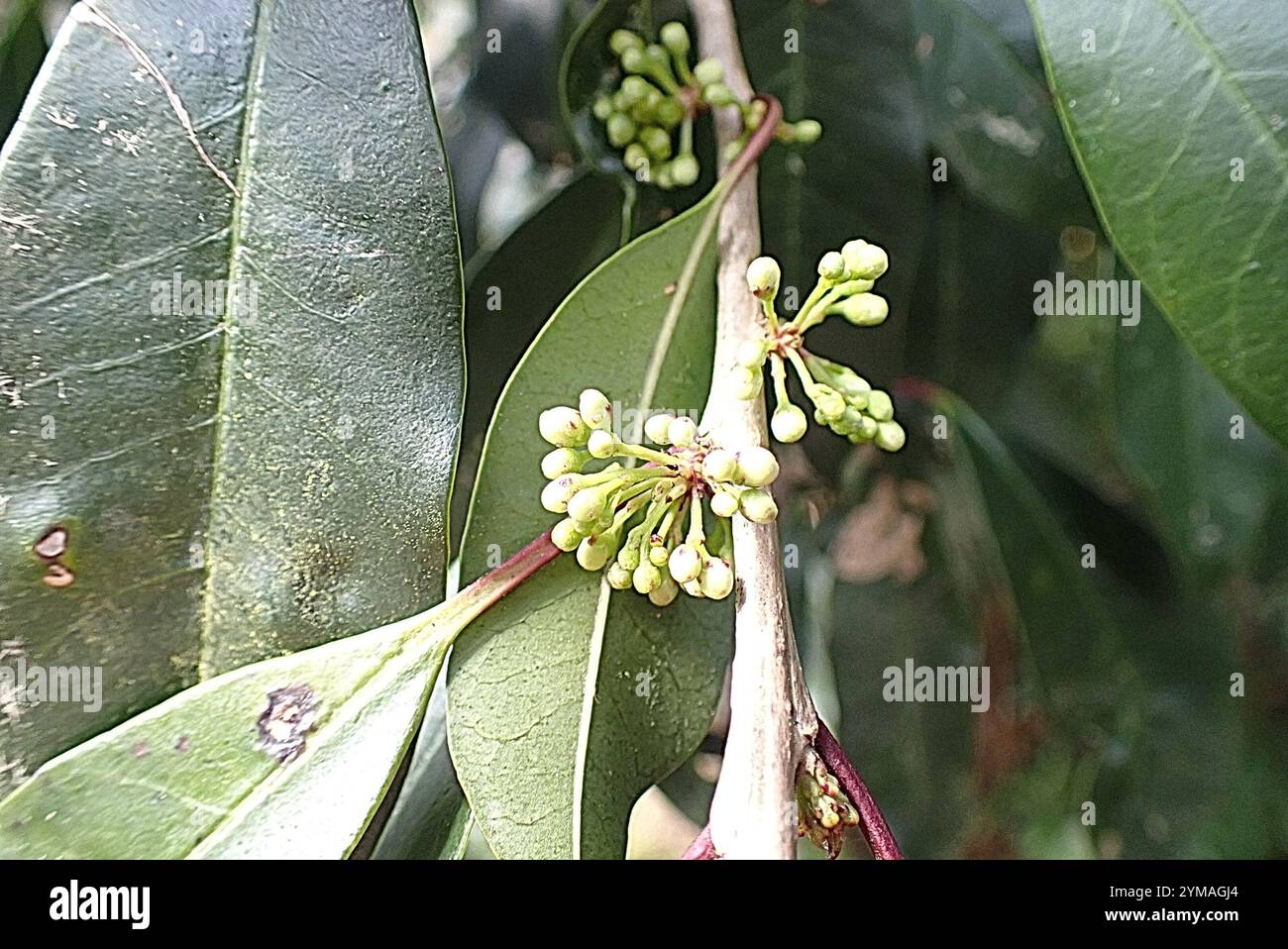 Common Cape Holly (Ilex mitis mitis Stock Photo - Alamy