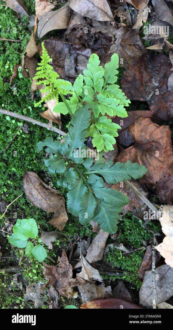 Cutleaf Grapefern (Sceptridium dissectum Stock Photo - Alamy