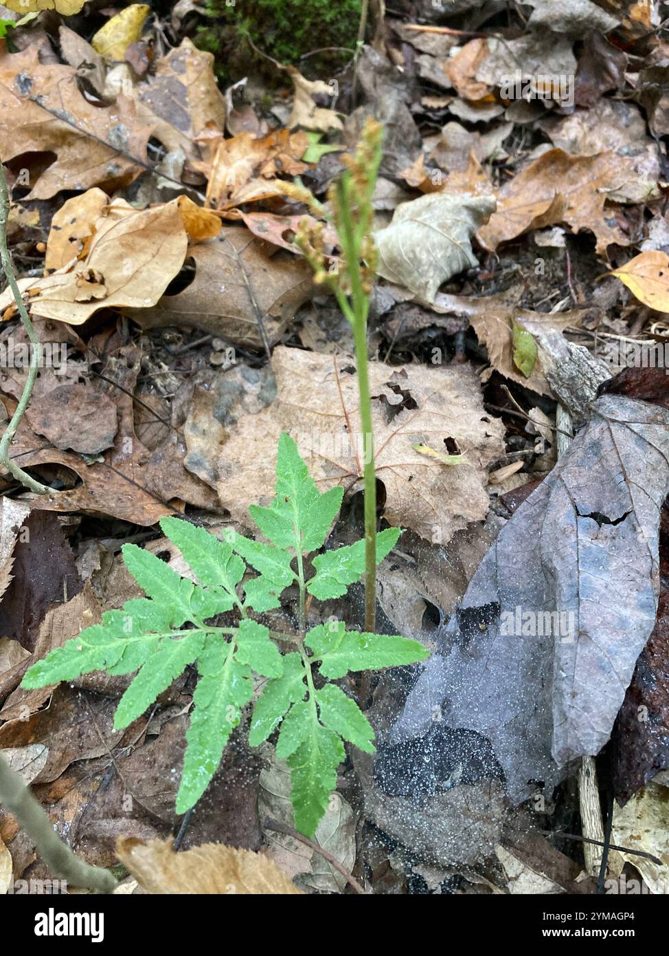 bronze fern (Sceptridium dissectum obliquum Stock Photo - Alamy