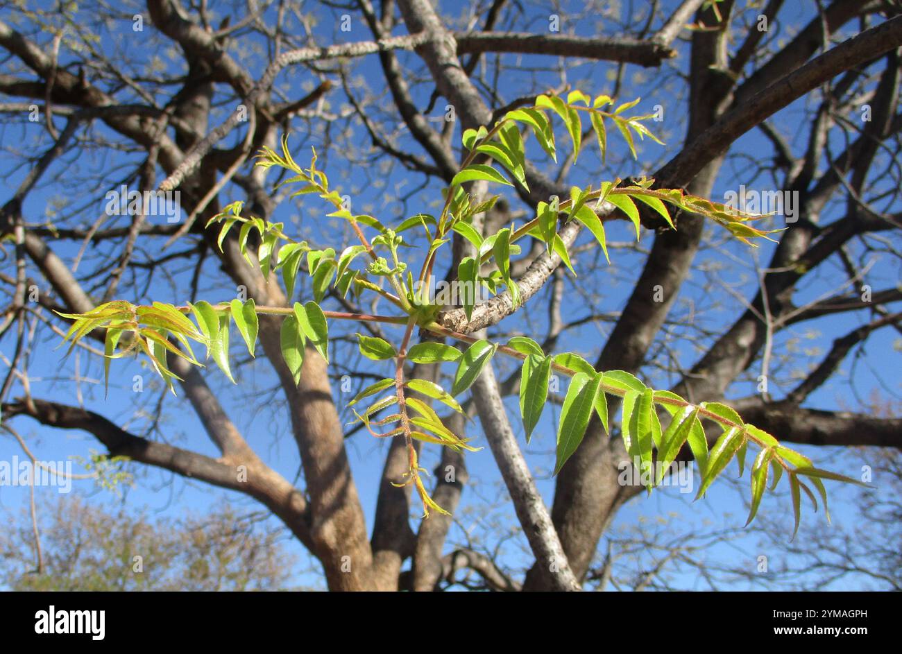 Kirkia hi-res stock photography and images - Alamy