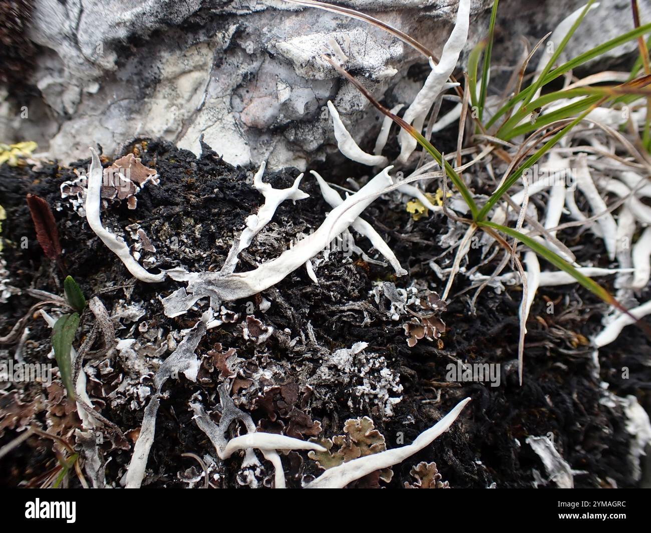 Whiteworm Lichen (Thamnolia vermicularis Stock Photo - Alamy