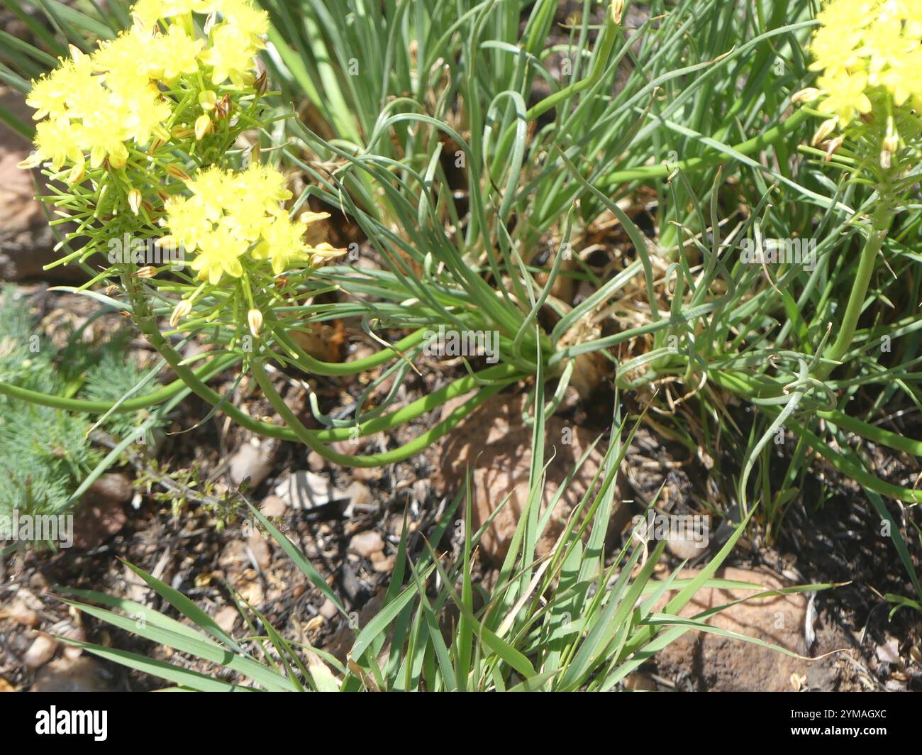scented grass bulbine (Bulbine capitata Stock Photo - Alamy