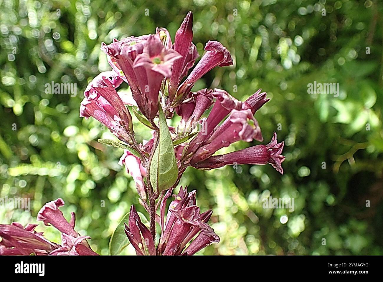 Cestrums hi-res stock photography and images - Alamy