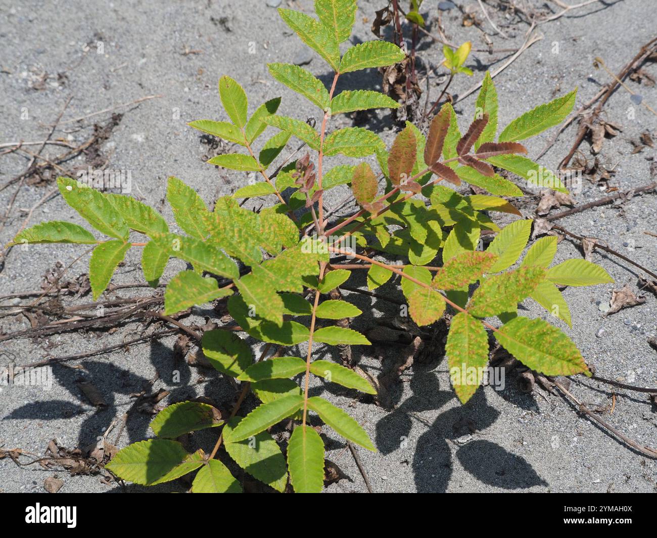(Rhus chinensis roxburghii Stock Photo - Alamy