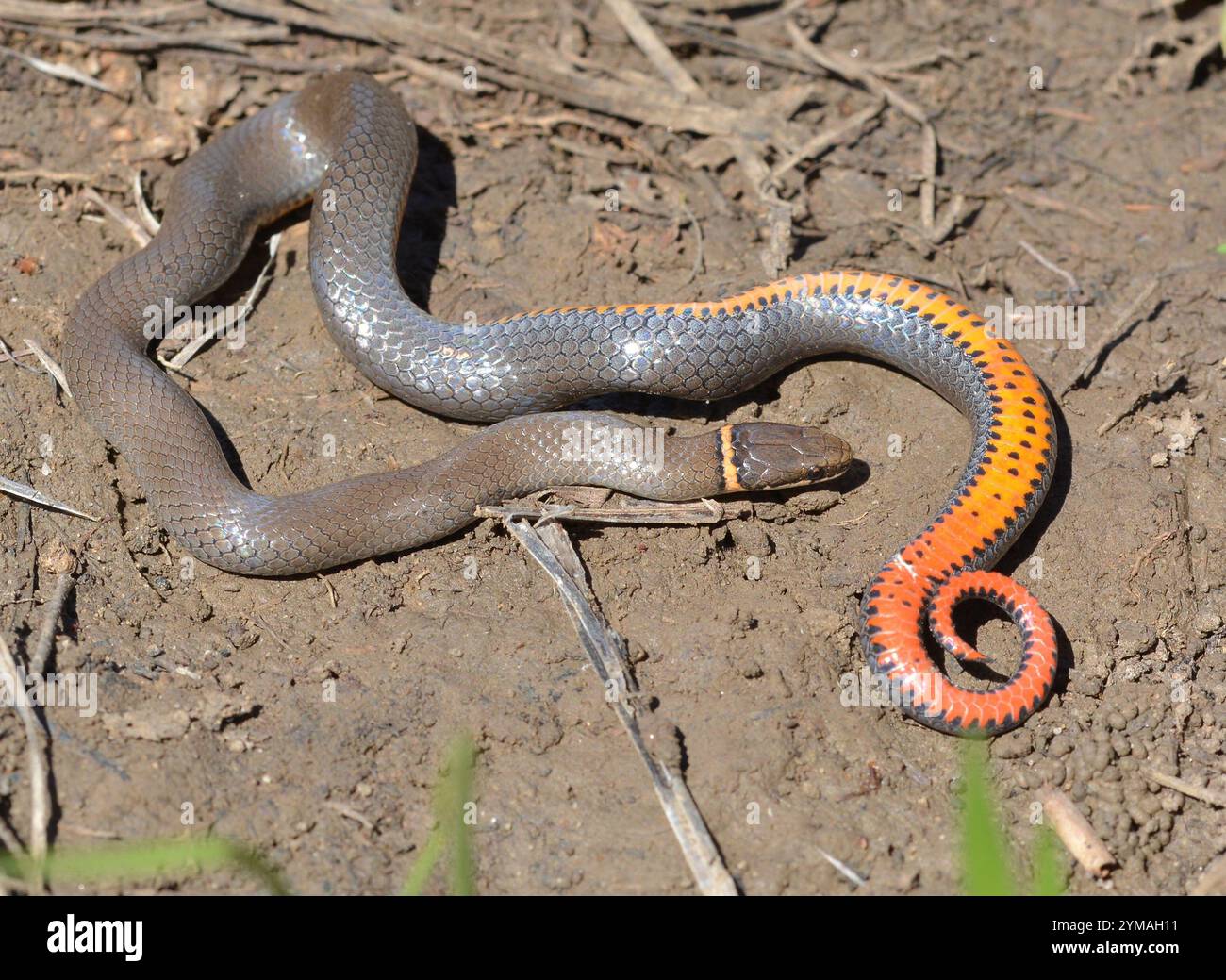 Prairie Ringneck Snake (Diadophis punctatus arnyi Stock Photo - Alamy