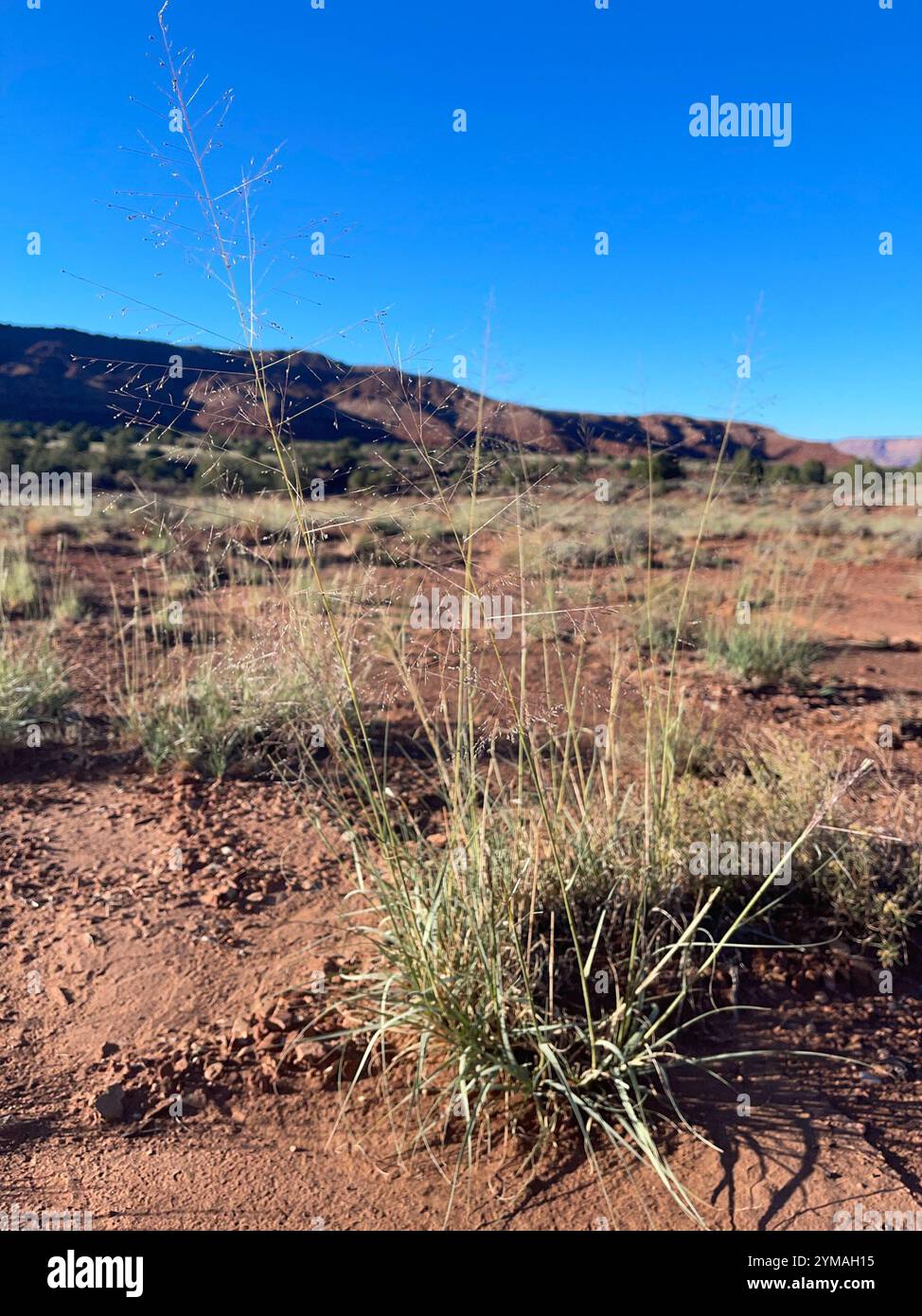Sand Dropseed (Sporobolus cryptandrus Stock Photo - Alamy