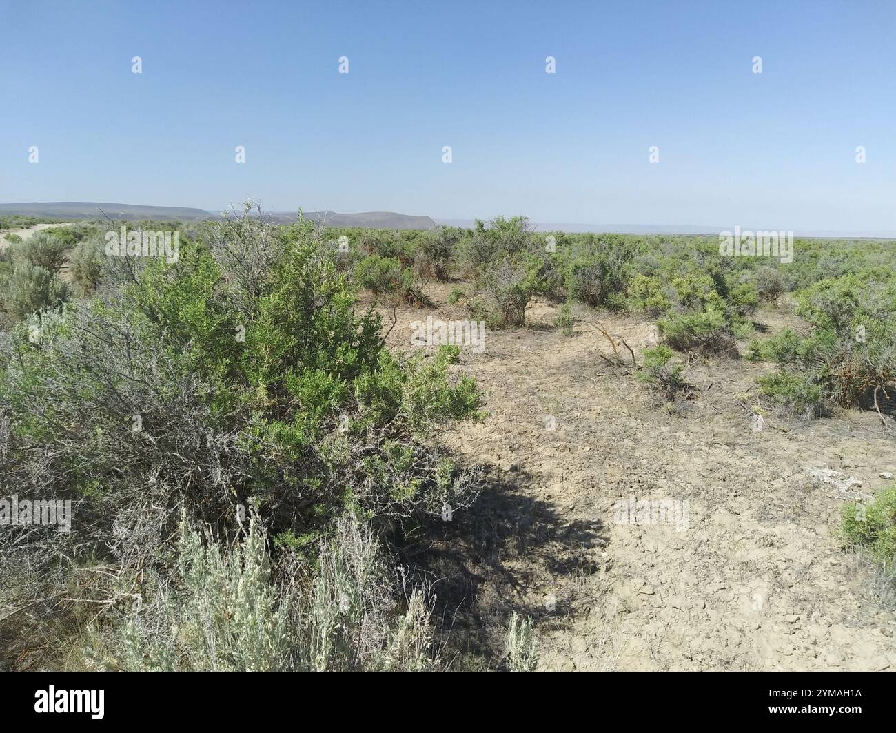 Greasewood (Sarcobatus vermiculatus Stock Photo - Alamy