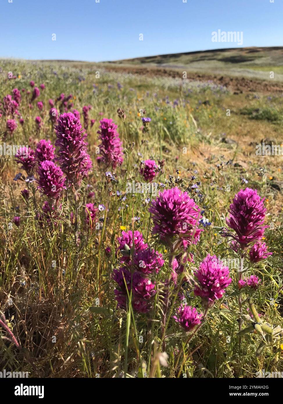(Castilleja exserta exserta Stock Photo - Alamy
