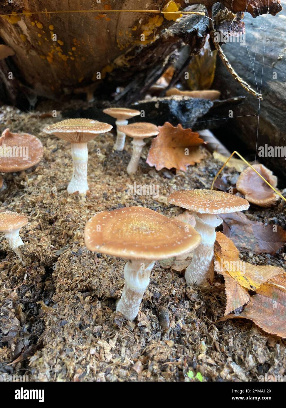 honey mushrooms (Armillaria Stock Photo - Alamy