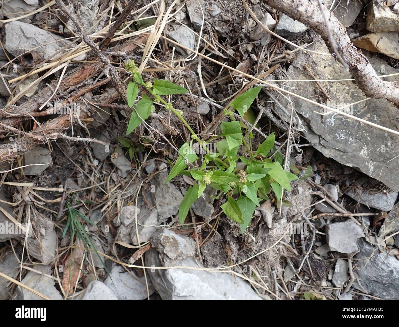 Chenopodioideae subfamily hi-res stock photography and images - Alamy