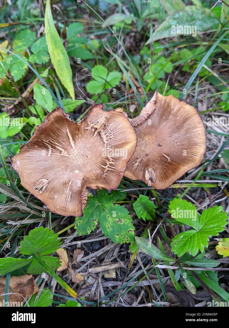 honey mushrooms (Armillaria Stock Photo - Alamy