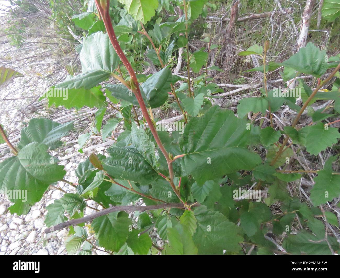 green alder (Alnus alnobetula Stock Photo - Alamy