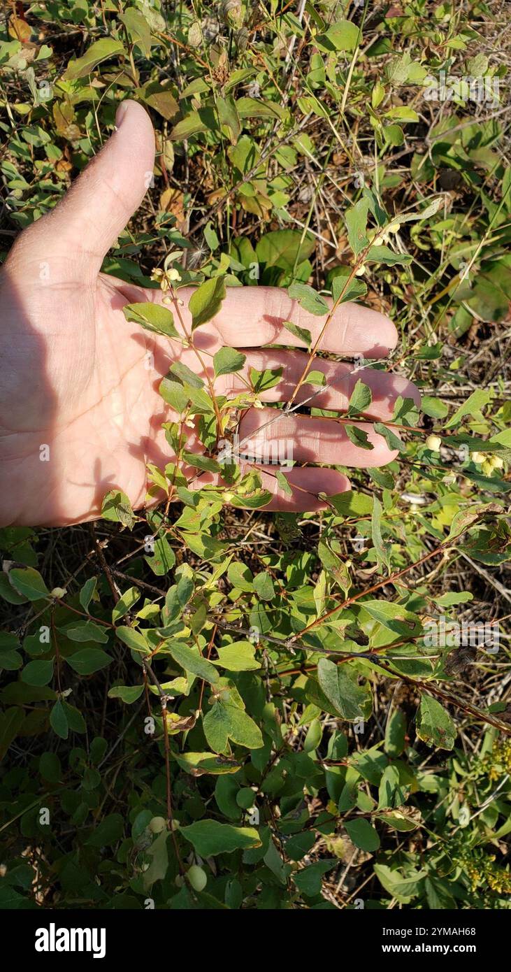 Western Snowberry (Symphoricarpos occidentalis Stock Photo - Alamy