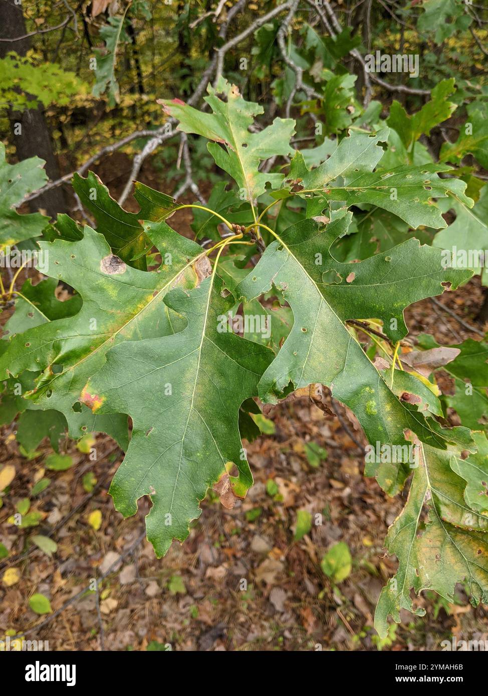 black oak (Quercus velutina Stock Photo - Alamy