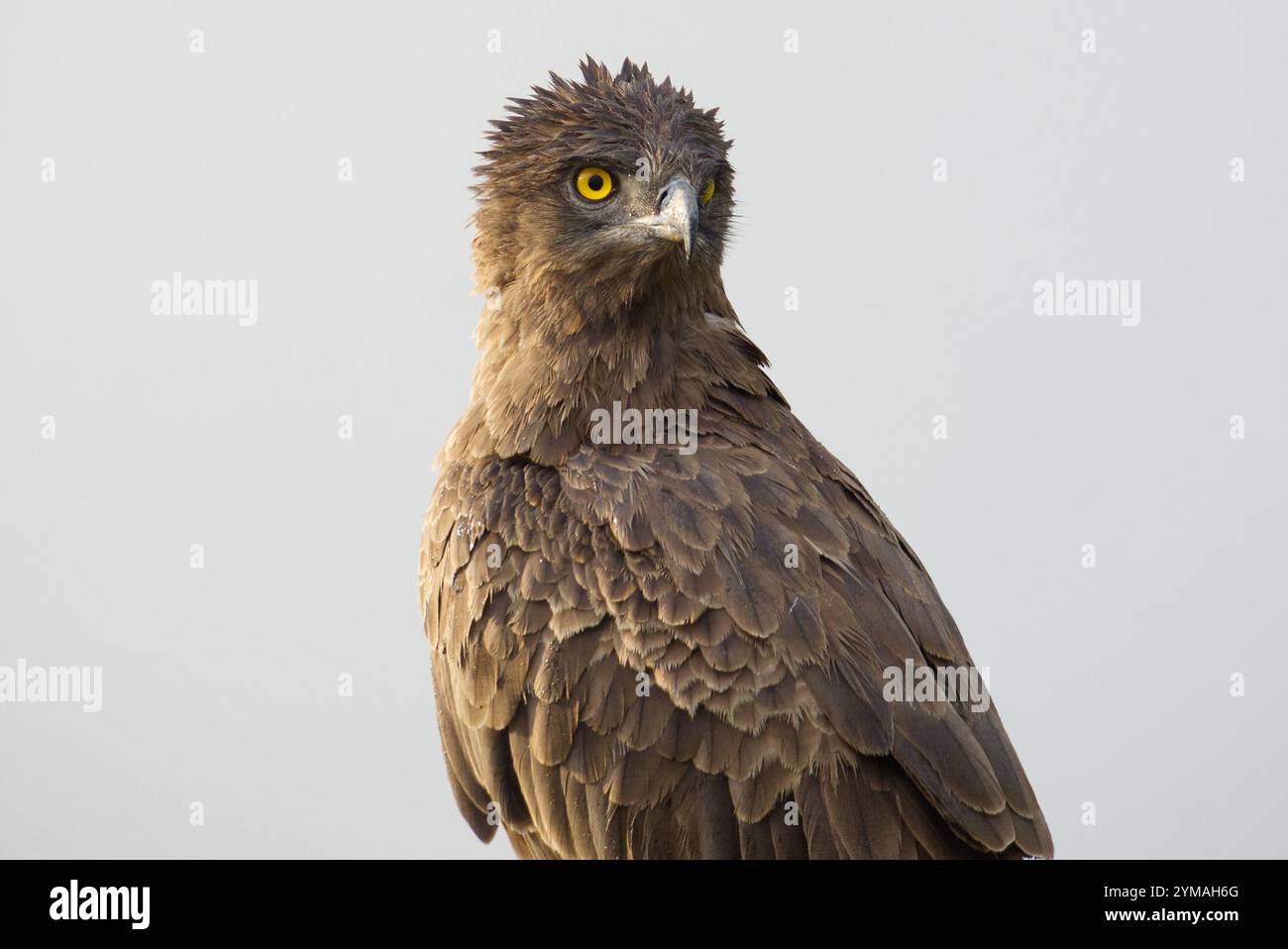 Brown snake eagle close-up portrait Stock Photo - Alamy