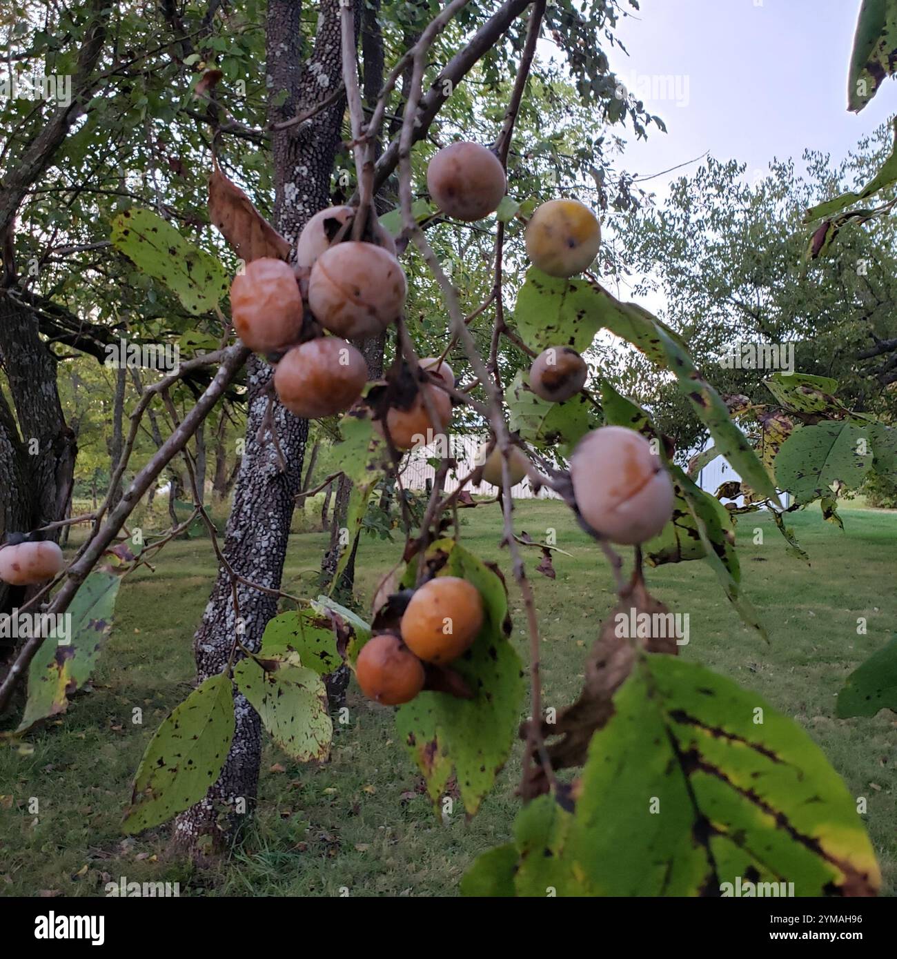 American persimmon (Diospyros virginiana Stock Photo - Alamy
